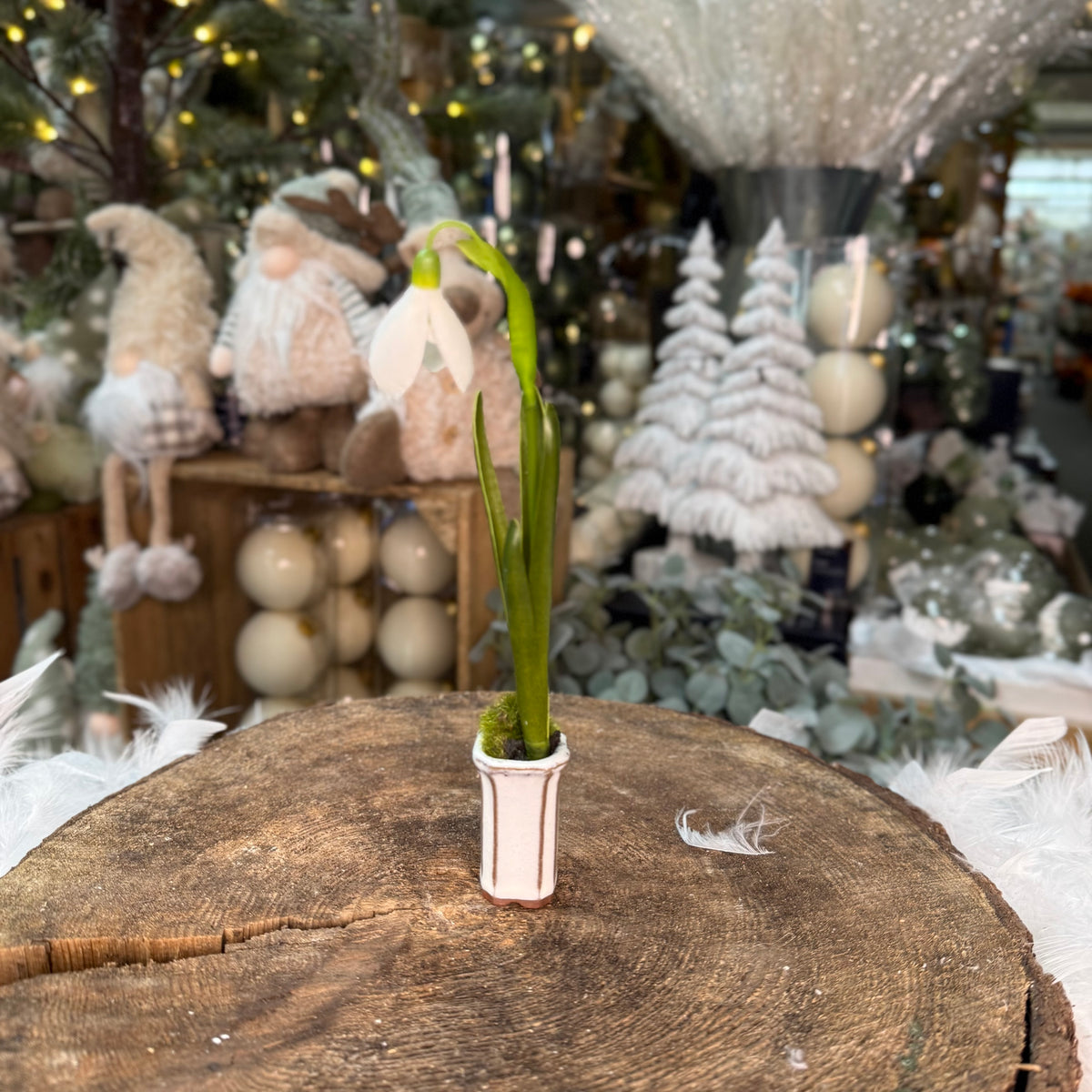 Single Snowdrop in Ceramic Pot – Southwood Christmas Shop