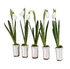 Single Snowdrop in Ceramic Pot – Southwood Christmas Shop